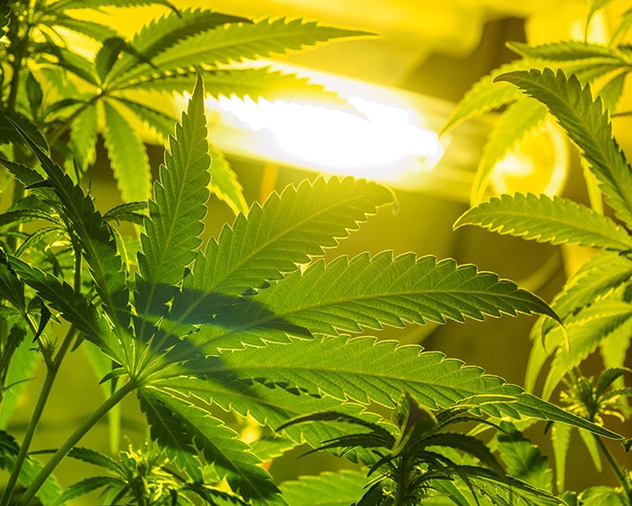 גרו-פורס | Grow-Force – ייעוץ, ניהול וליווי השבחת גידולים – Cultivating ...